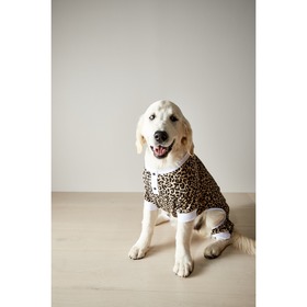 Dog Jumpers Kmart 2025 bottletreecreations